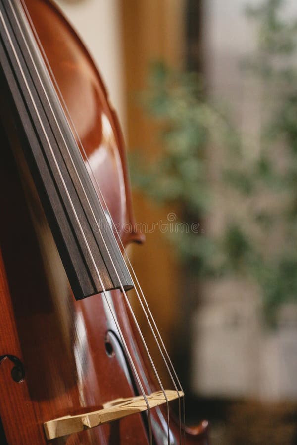 Shiny Cello Up Close, Vertical Image of Orchestra Instrument Stock ...