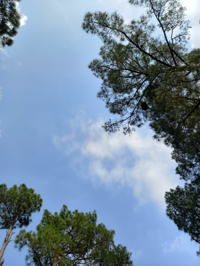 A really Shiny Clear Weather Stock Image - Image of blue, forest: 228751219