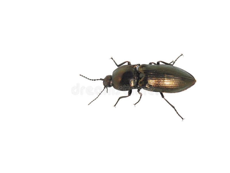Shiny click beetle stock image. Image of isolated, aeneus - 60778153