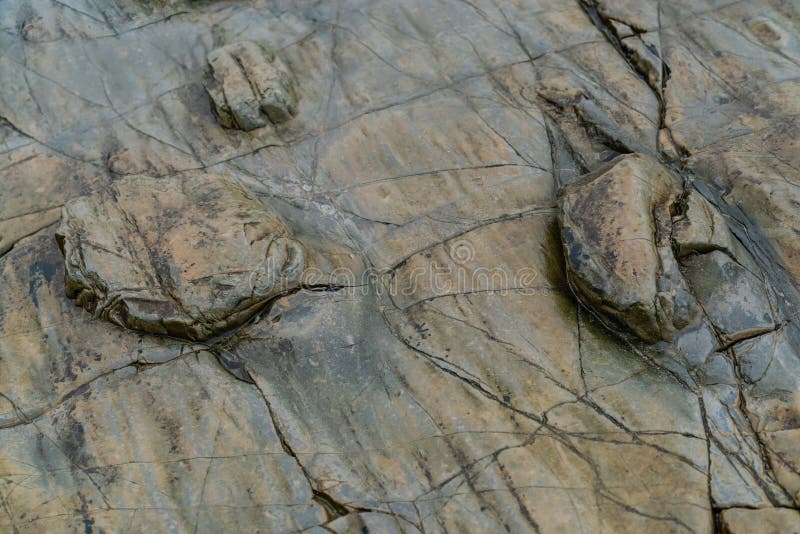 Shiny Colorful Wet Rock a on Low Tide Stock Image - Image of surface ...