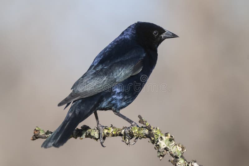 Shiny Cowbird, Molothrus Bonariensis, Stock Image - Image of bird ... Shiny Cowbird, Molothrus Bonariensis, Stock Image - Image of bird ...