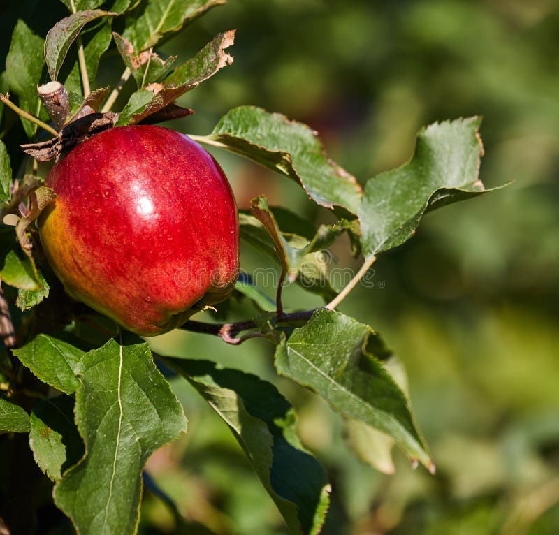 Shiny Delicious Apples Hanging from a Tree Branch in an Apple Orchard ...