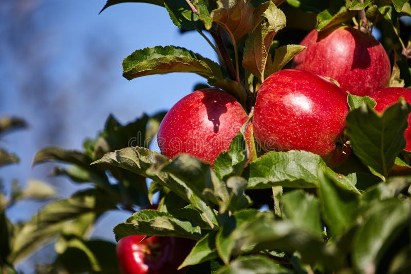 Shiny Delicious Apples Hanging from a Tree Branch in an Apple Orchard ...