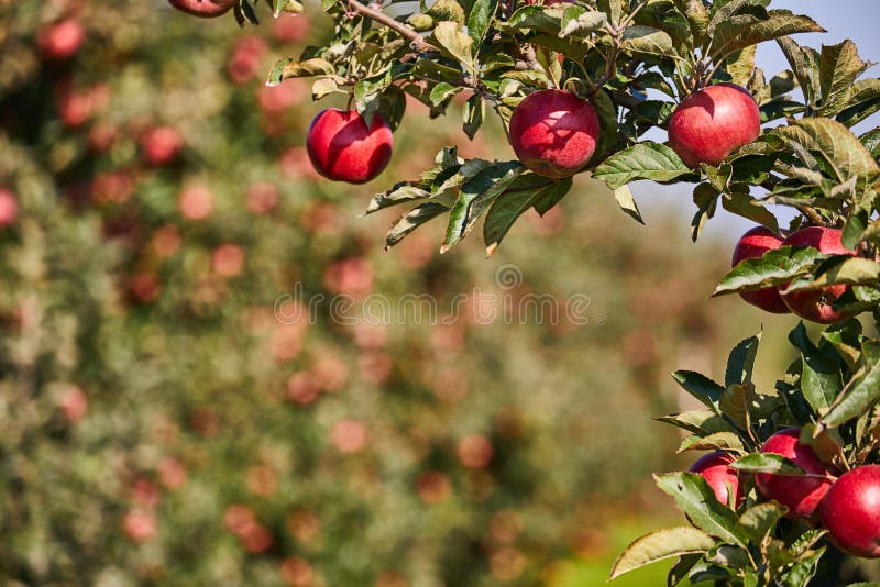 Shiny Delicious Apples Hanging from a Tree Branch in an Apple Orchard ...