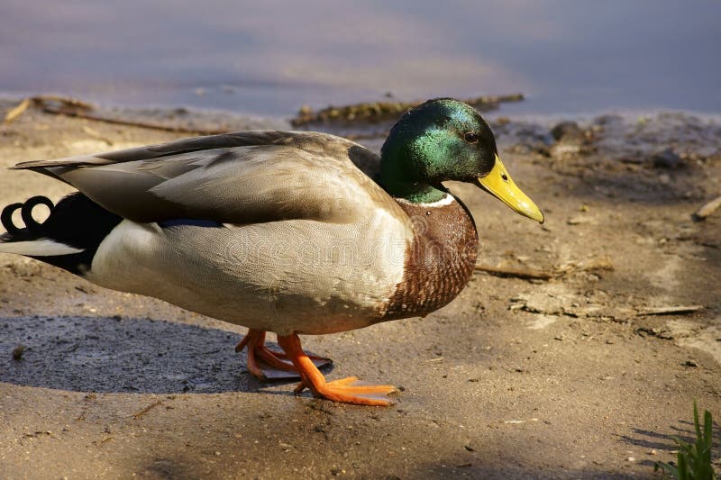 Shiny drake stock image. Image of profile, side, duck - 54329647