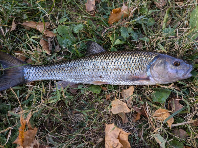 Shiny Fall Fish stock photo. Image of shiny, fish, leaves - 344784292