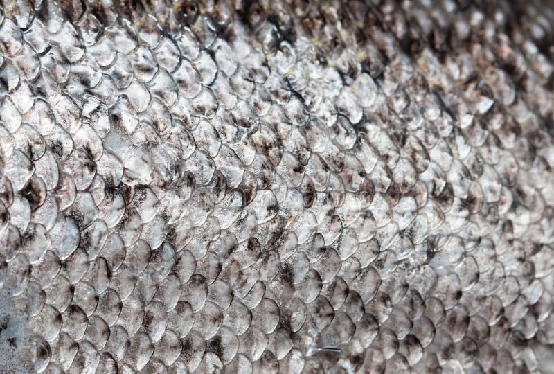Shiny Fish Scales As Background Stock Photo - Image of gray, white ...