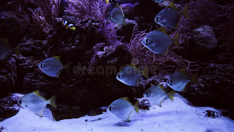 Shiny Fish Swim in the Aquarium. Stock Footage - Video of fauna, marine ...