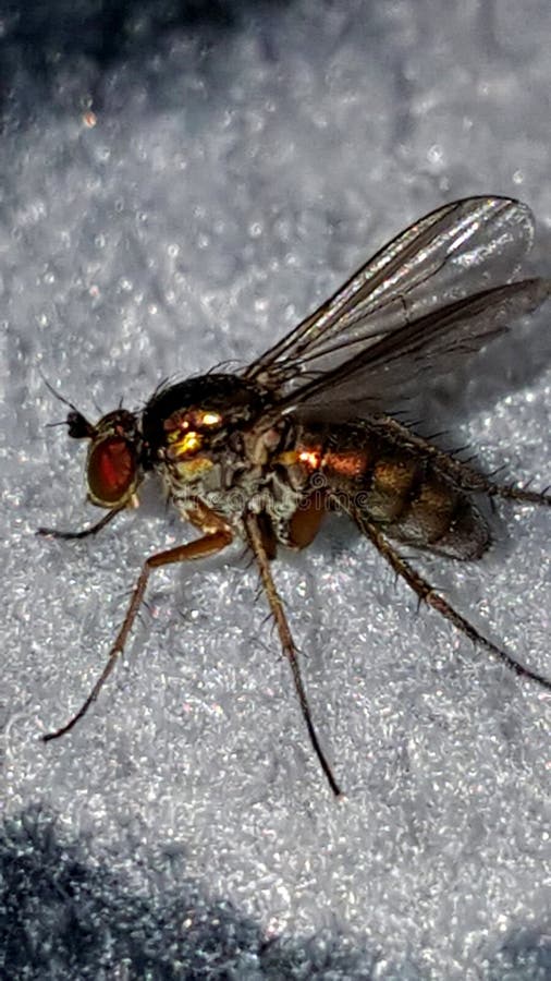 Shiny fly stock image. Image of shiny, cellpic, colorfull - 118630117