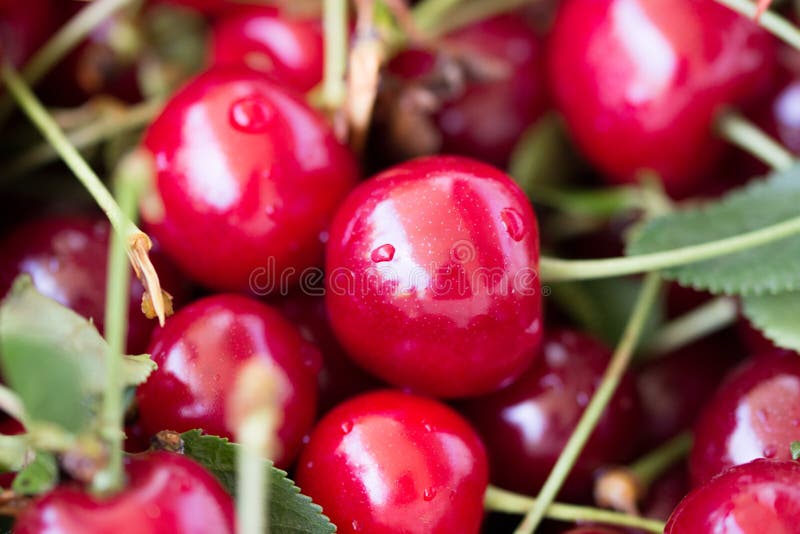 Shiny Fresh Cherry Fruit with Leaves and Stems Stock Image - Image of ...
