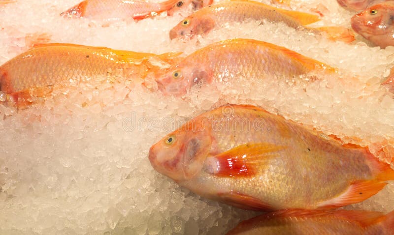 18,354 Shiny Fish Photos - Free & Royalty-Free Stock Photos from Dreamstime