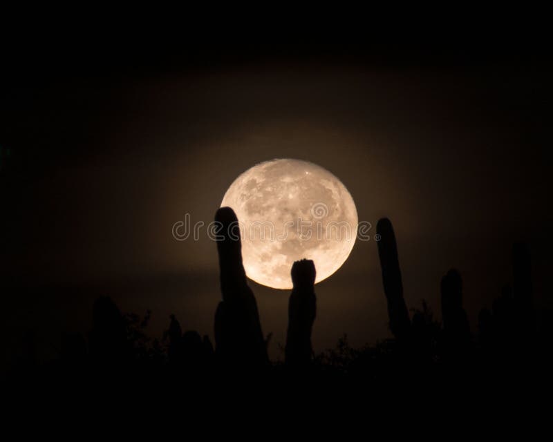 Shiny Full Moon Setting Across the Desert with Plants As Foreground ...