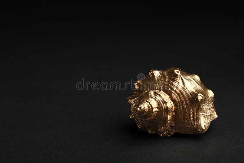 Shiny Gold Seashell on Black Background Stock Image - Image of journey ...