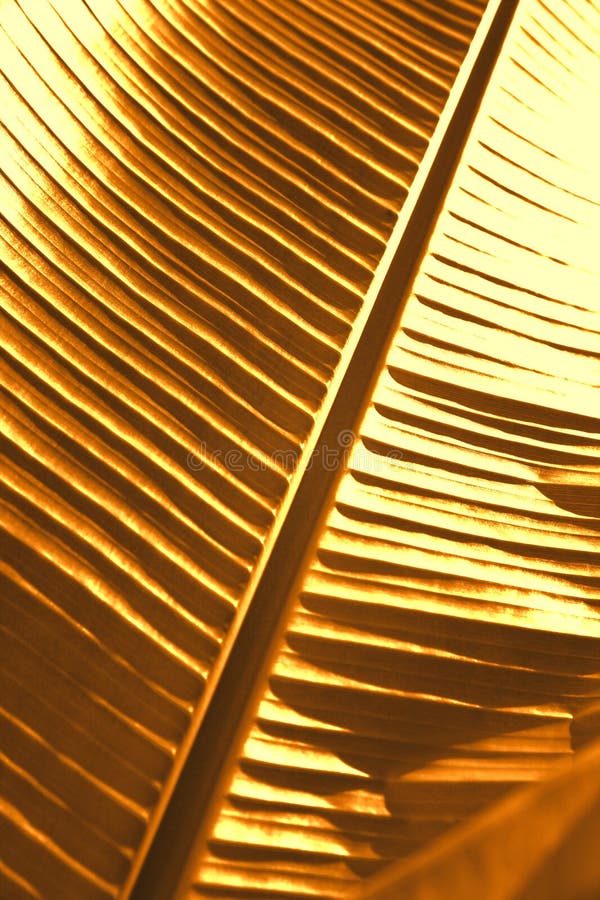 Shiny Golden Palm Leaf As Background, Closeup Stock Image - Image of ...