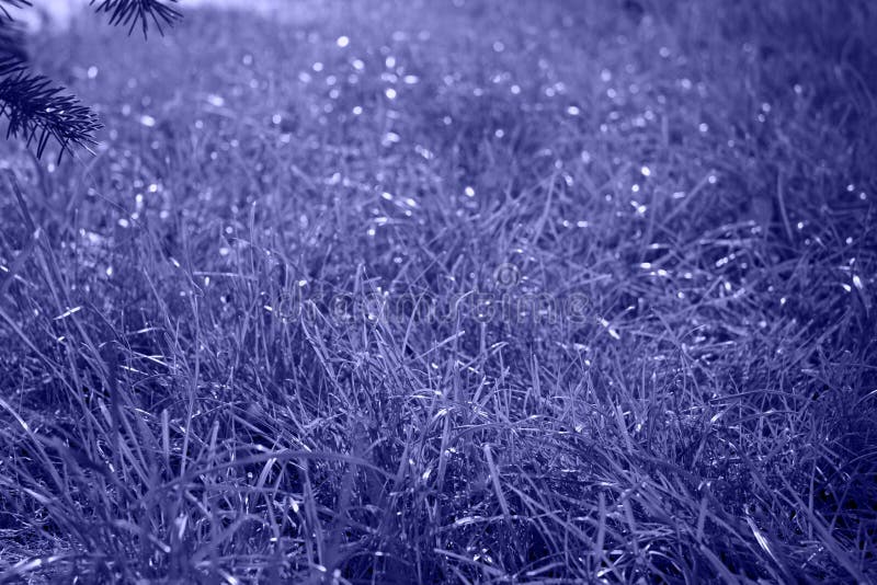 Shiny Lawn Background Toned in Very Peri Color of the Year 2022. Stock ...