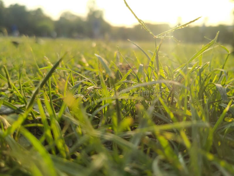 Shiny Grass with Peaceful Scenery. Stock Image - Image of grass, shiny ...