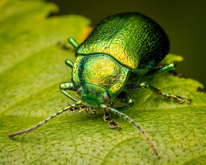 Metallic green beetle stock photo. Image of armor, insect - 599610