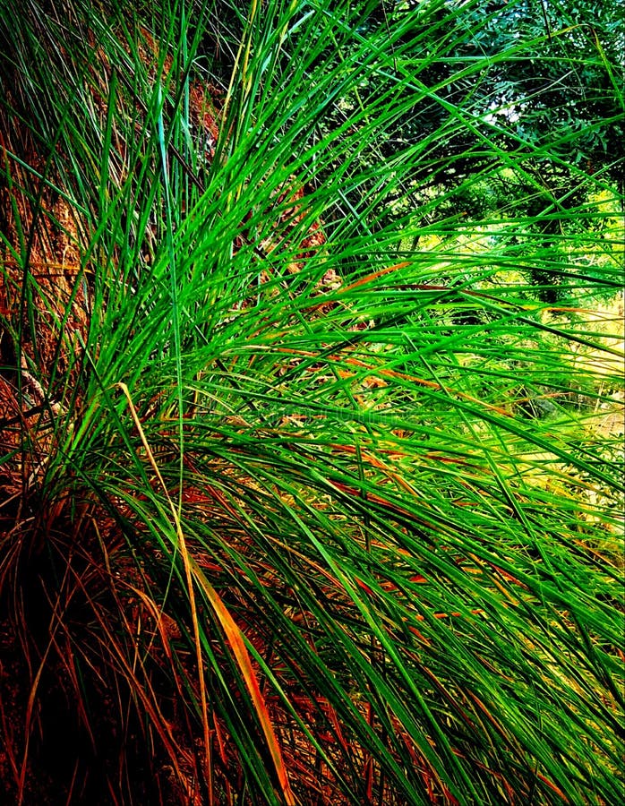 Shiny Green Grass on the Mountain. Stock Image - Image of sunlight ...