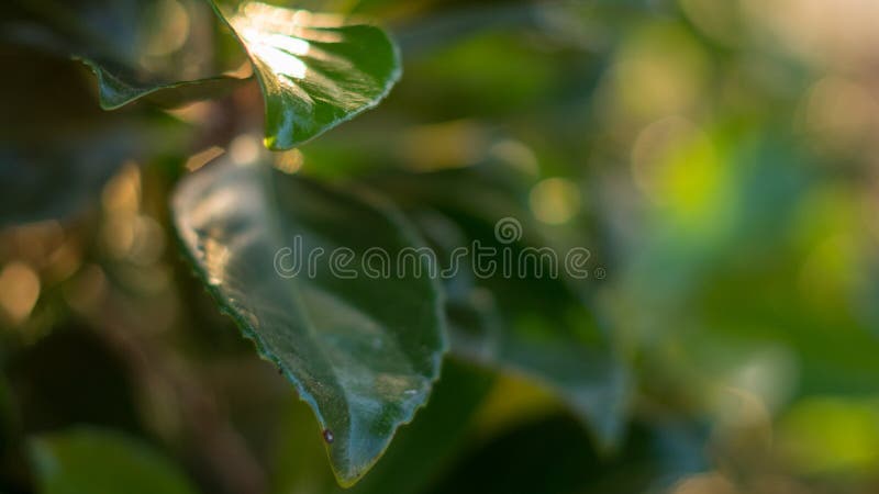Shiny Green Leaves Reflect the Setting Sun Stock Photo - Image of ...