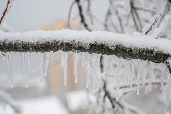 Shiny icicles. stock photo. Image of icicle, fresh, drop - 299025830