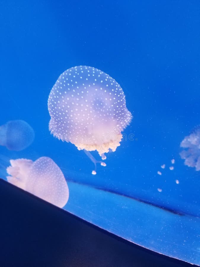 Shiny stock image. Image of jelly, shiny, fish, aquarium - 133427337