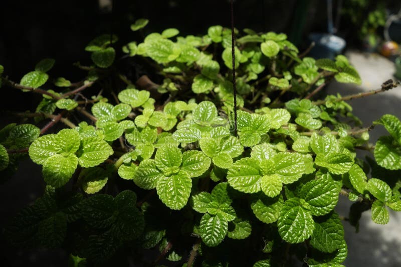 Shiny Leaves of Pilea Nummulariifolia Plant Under Sunlight Stock Image ...