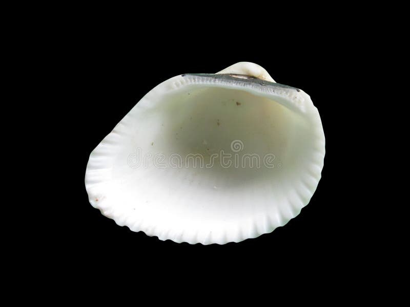 Shiny Macro Single Seashell Stock Photo - Image of shellfish, macro ...