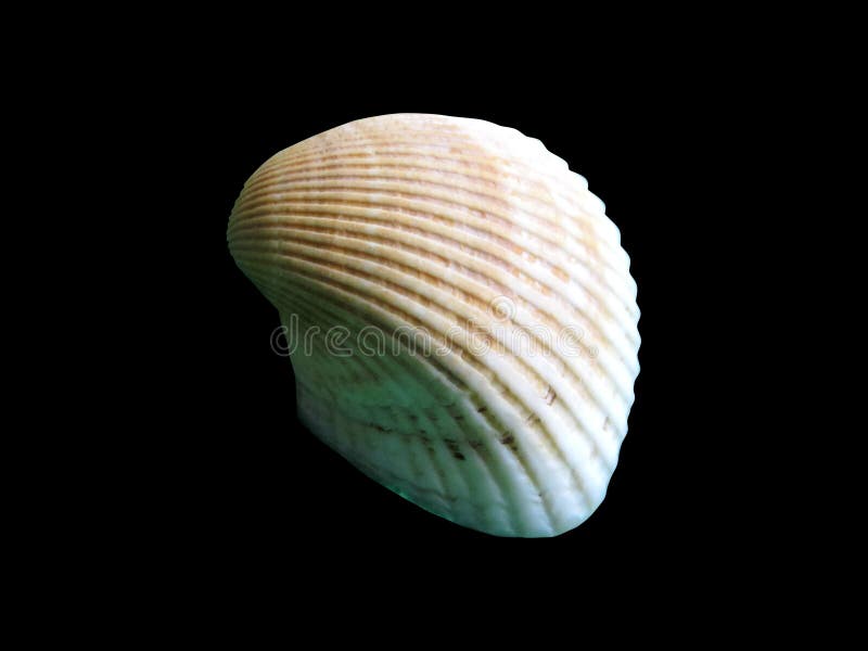 Shiny Macro Single Seashell Stock Image - Image of marine, animal ...