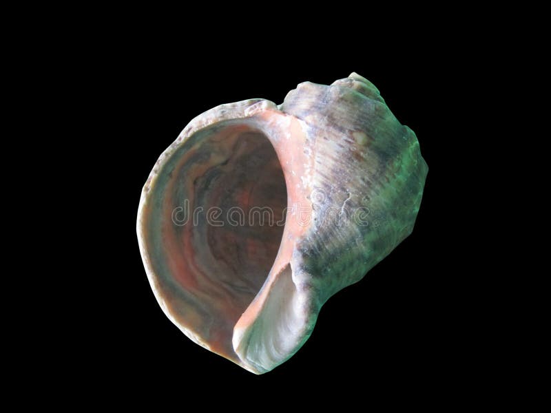 Shiny Macro Single Seashell Stock Photo - Image of shellfish, macro ...
