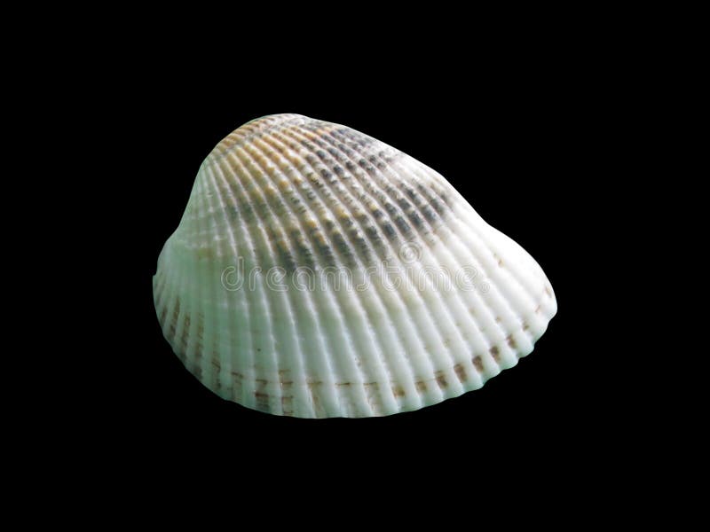 Shiny Macro Single Seashell Stock Photo - Image of detail, shape: 112439438