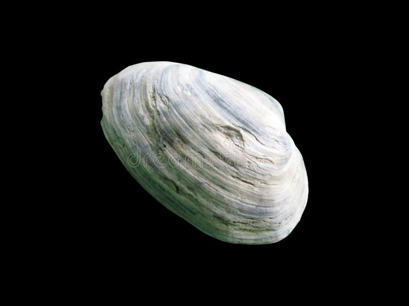 Shiny Macro Single Seashell Stock Photo - Image of seashell, nature ...