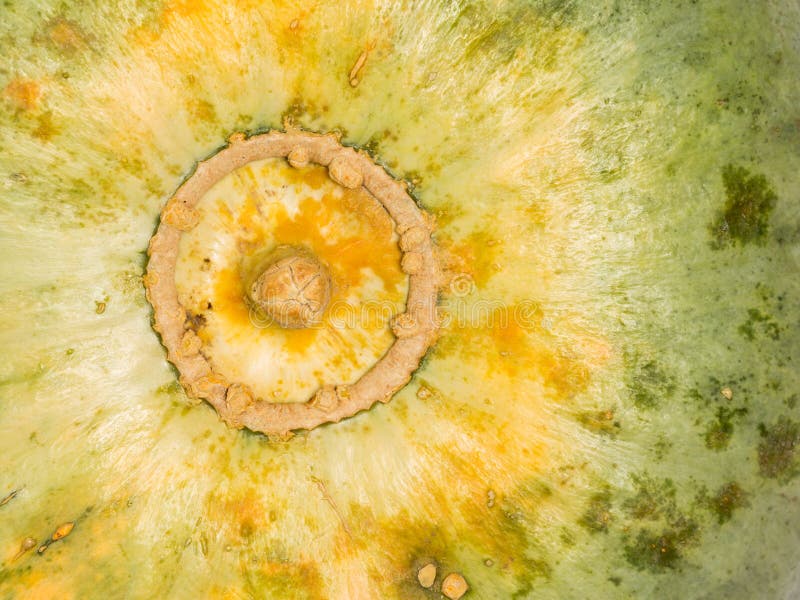 Shiny Pumpkin 2 stock image. Image of fancy, seasonal - 33656249