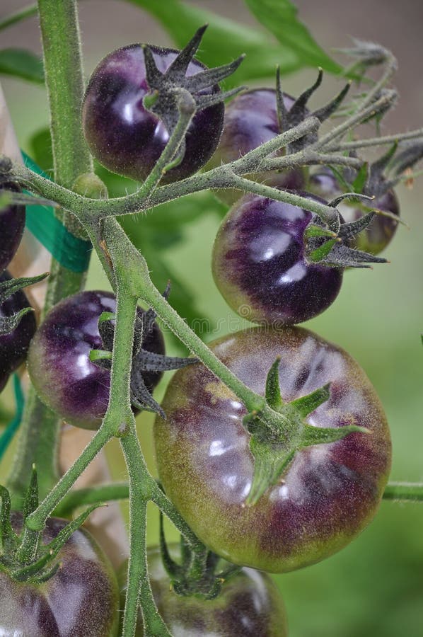 Shiny purple tomatoes stock image. Image of produce, ingredient - 33448063