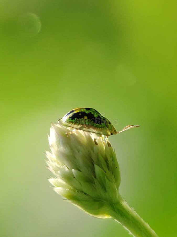 Shiny Rainbow Ladybug Standing on White Flower. Image Photo Stock Photo ...