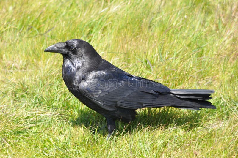 Shiny Raven stock photo. Image of beak, shine, scavenger - 291240192