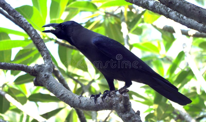 Shiny raven stock photo. Image of birds, animals, perching - 40225408
