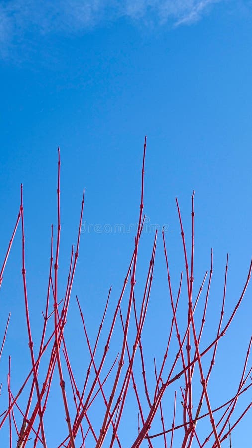Shiny Red Maple Tree Twigs Against Blue Sky with Little Fluffy Cloud on ...