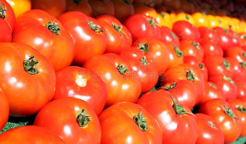 Shiny red tomatoes stock image. Image of grocery, farmer - 16957343