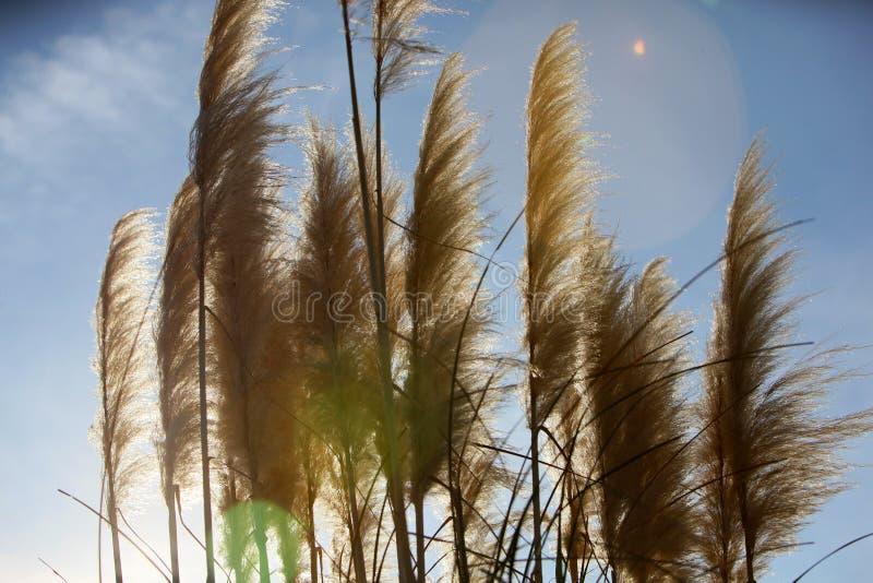 Shiny Reeds Plant View stock image. Image of reed, brown - 91434569