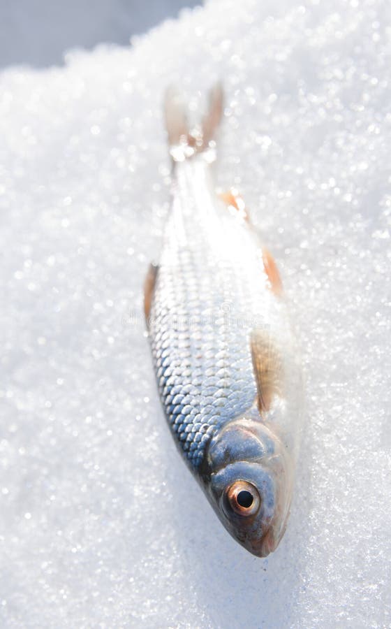 Scales of roach stock image. Image of goldfish, light - 14319355