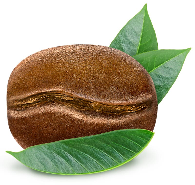 Shiny Roasted Coffee Bean with Leaves. Stock Photo - Image of coffee ...