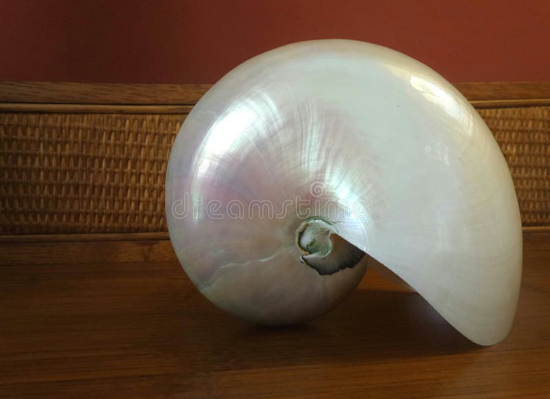 White shiny sea shell stock image. Image of collection - 13597801