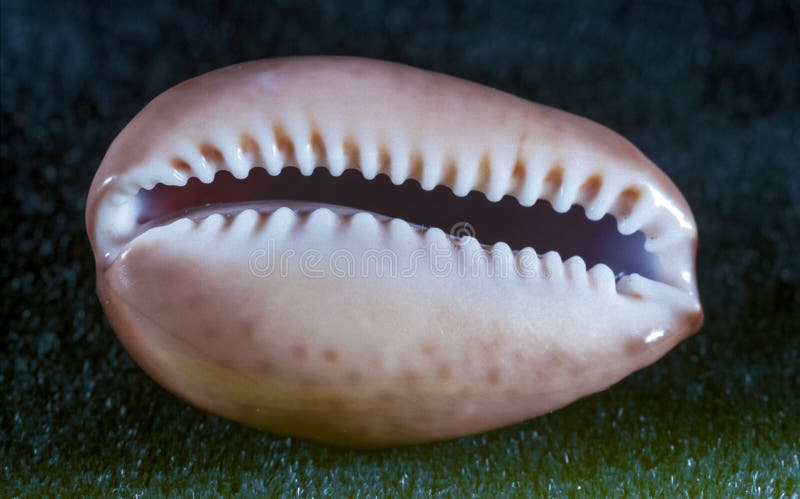 The Shiny Shell of the Gastropod Mollusc Cypraea Sp Stock Photo - Image ...