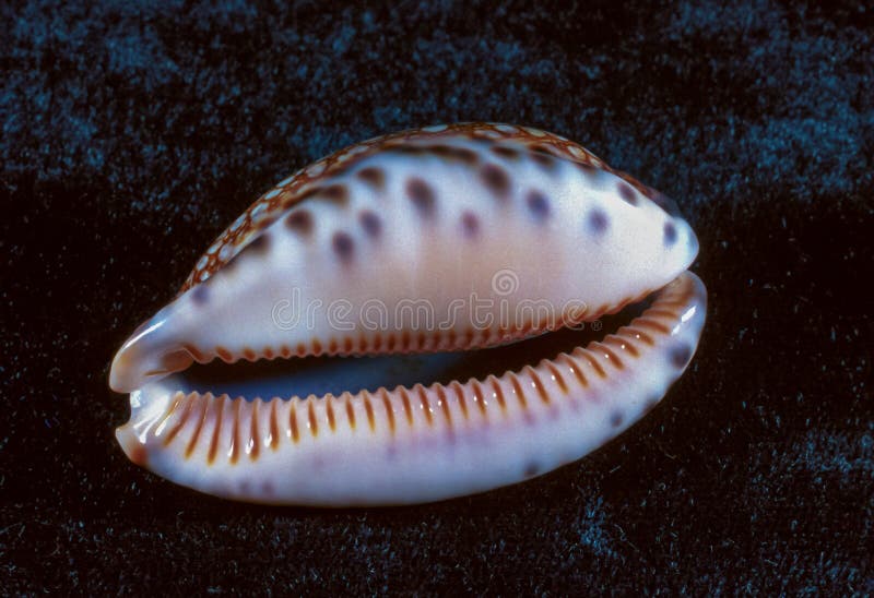 Shiny Shell Gastropod Mollusc Cypraea Sp Stock Photos - Free & Royalty ...