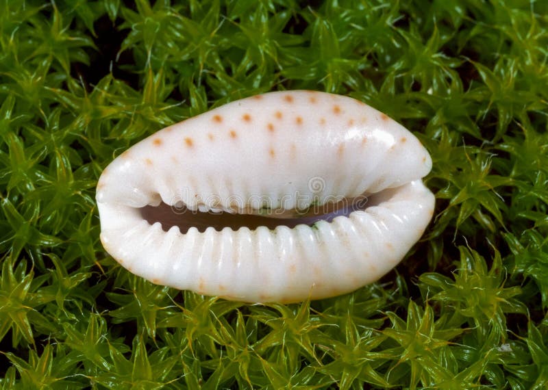 The Shiny Shell of the Gastropod Mollusc Cypraea Sp Stock Photo - Image ...