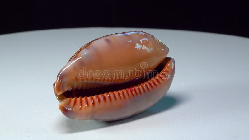 The Shiny Shell of the Gastropod Mollusc Cypraea Sp. is Spinning Stock ...