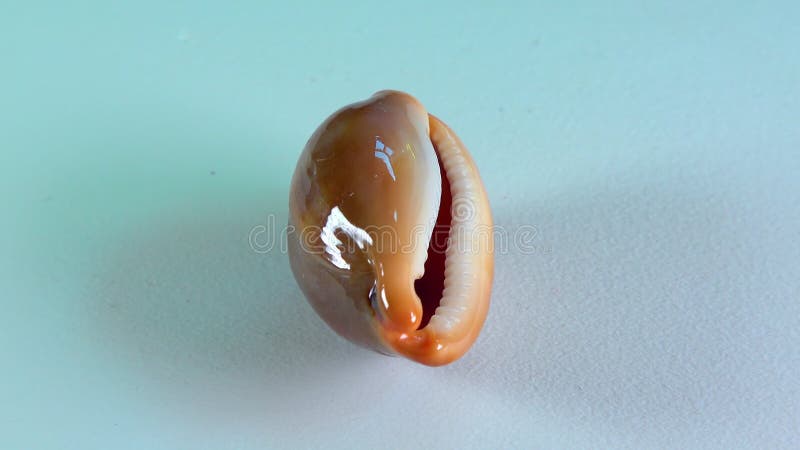 The Shiny Shell of the Gastropod Mollusc Cypraea Sp. is Spinning Stock ...