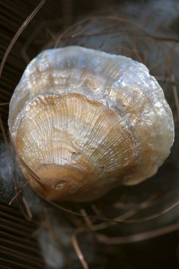 Shiny shell stock image. Image of brown, tones, decorative - 43129123