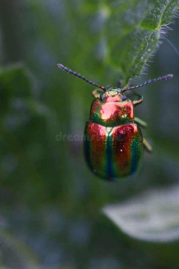 Shiny Small Bug. Tiny, Extremely Bright - Dead Nettle Beetle Chrysolina ...