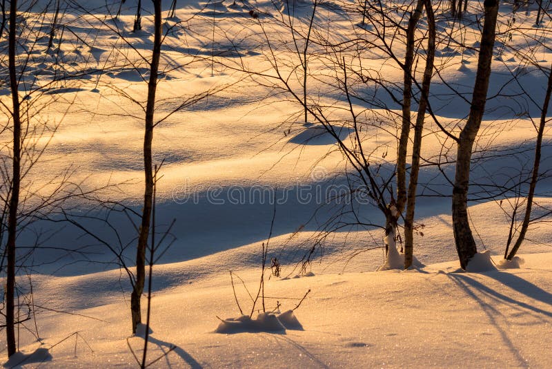 Shiny Snow Illuminated by the Sun Stock Image - Image of winter ...